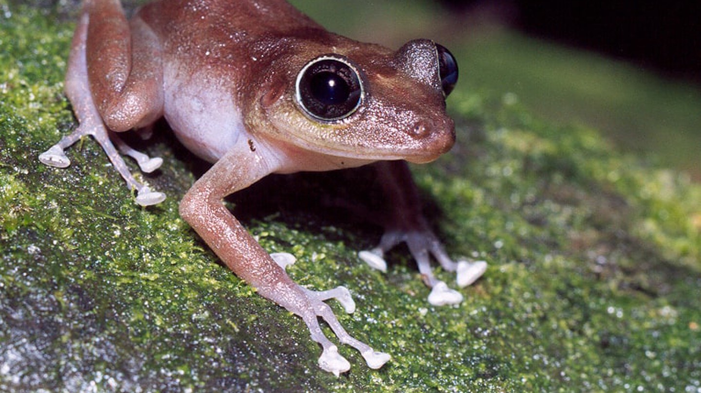 The Legend of Coqui and the Goddess – Vamos Rincón
